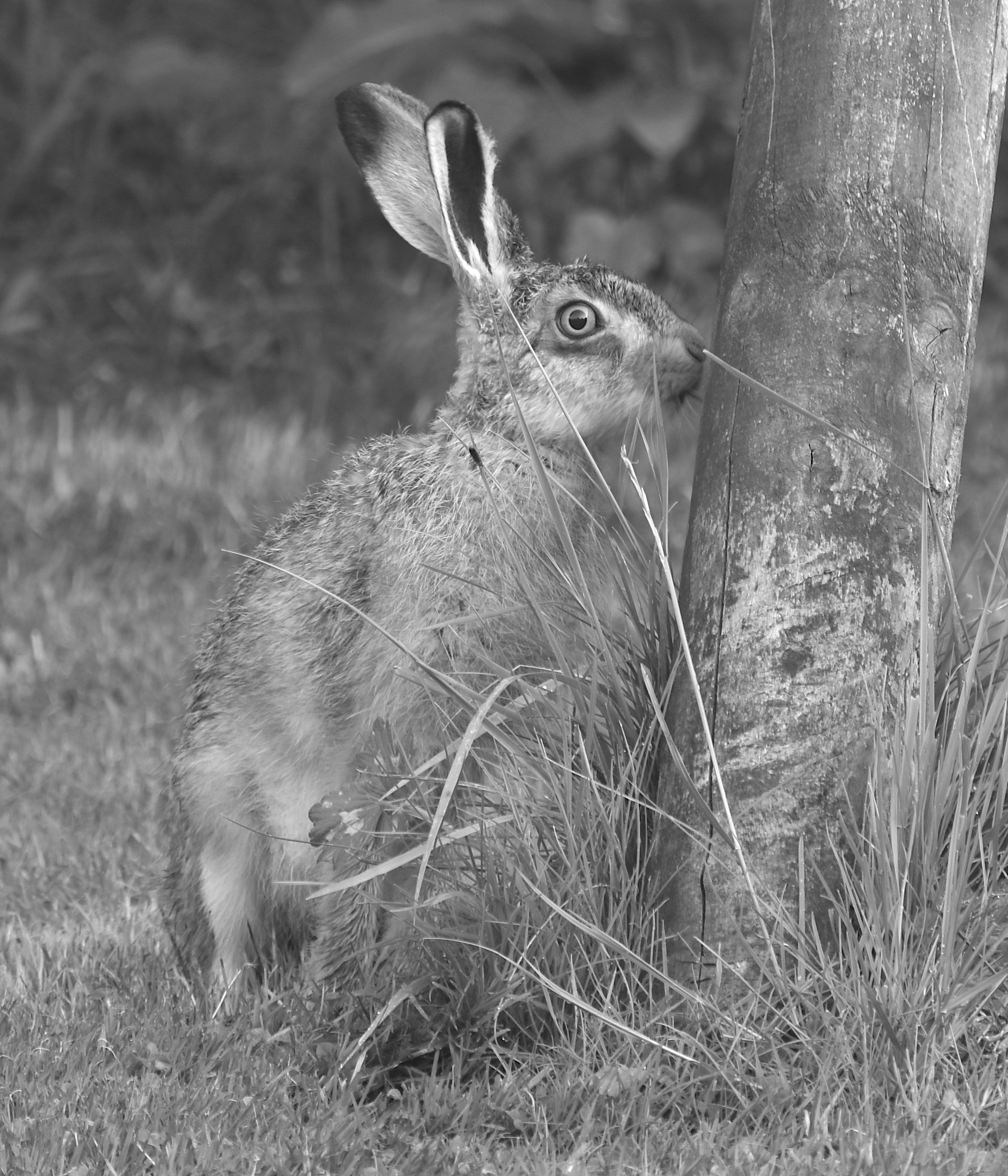 Harry Hare checks out the garden – Allendale Diary